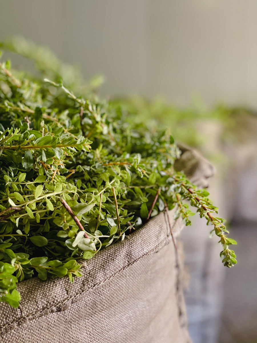 Waterfall Health Farms | Buchu Products – Waterfallhealthfarms